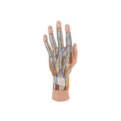 Internal Hand Structure Model, 3-part